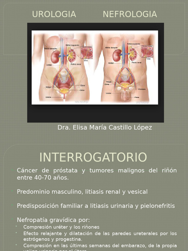 8 Urologia y Nefro | PDF | Medicina Interna | Anatomia animal