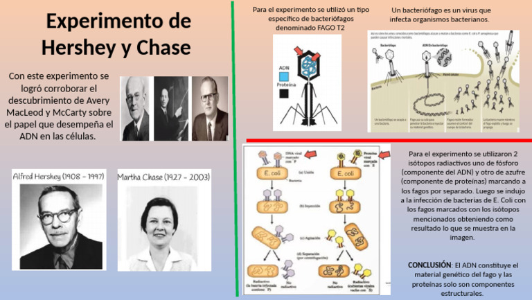 Experimento Hershey y Chase sobre ADN | PDF