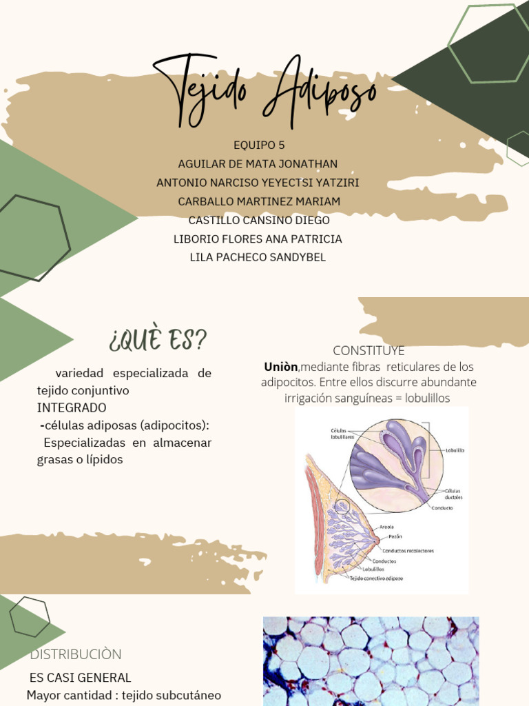 Anatomía y Función del Tejido Adiposo | PDF | Tejido adiposo | Tejido (biología)