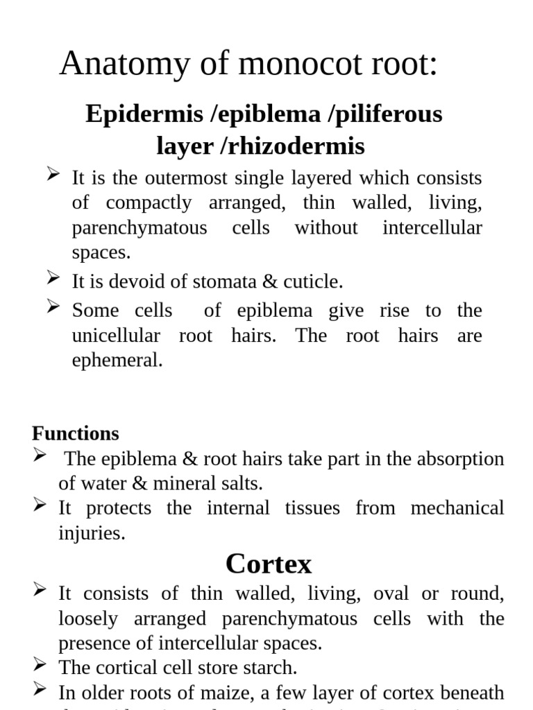Anatomy of Monocot Root | PDF | Tissue (Biology) | Anatomy