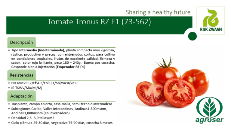 FT Tomate Tronus RZ F1 | PDF