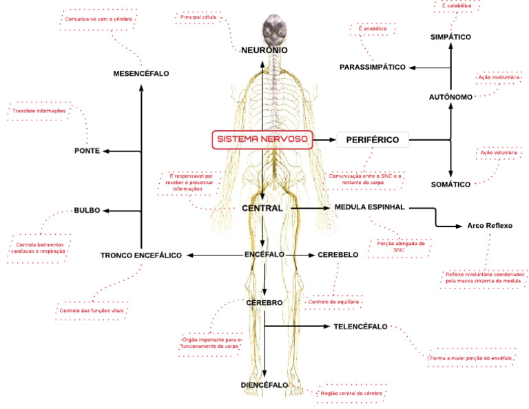 Mapa Aula 1 | PDF | Sistema nervoso central | Cérebro