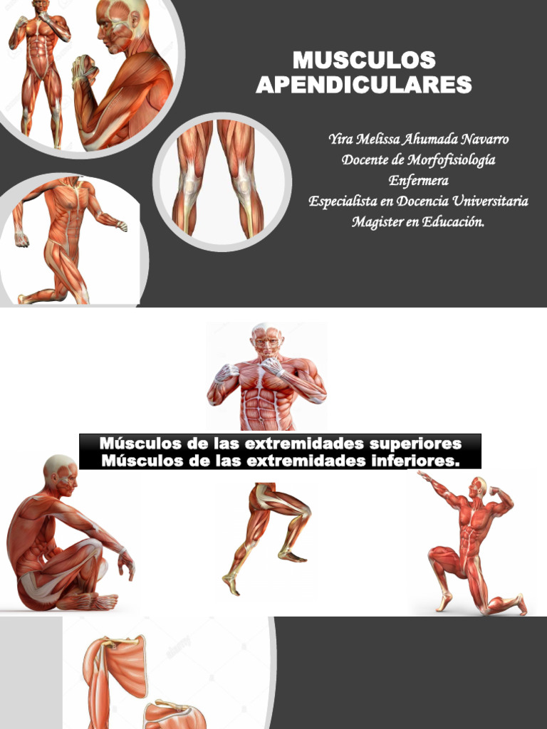Músculos Apendicular y Funciones | PDF | Mano | Codo