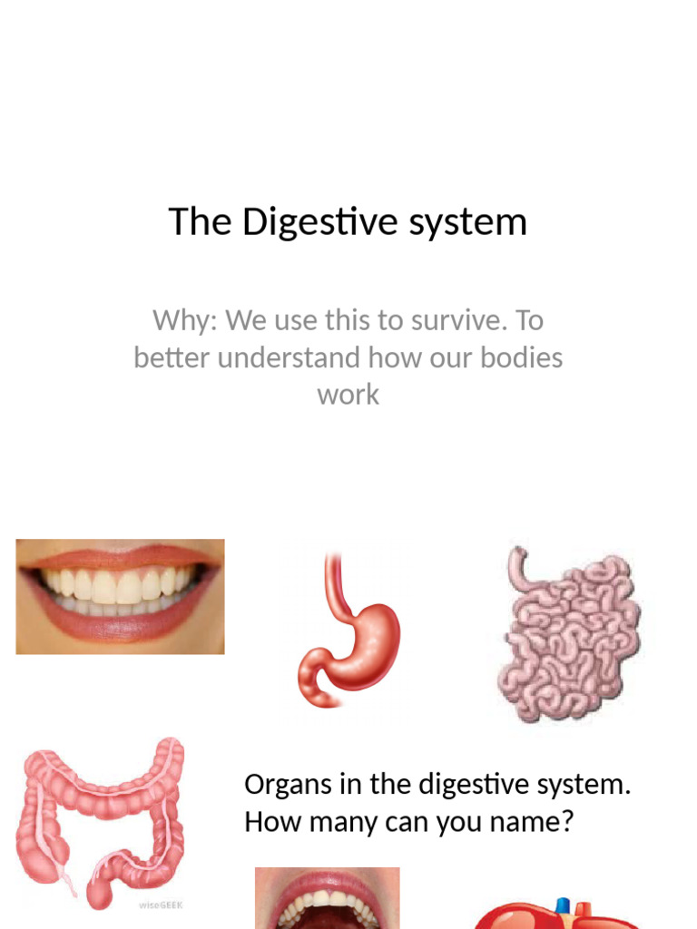 Lesson 5 Digestive System Ppt | PDF