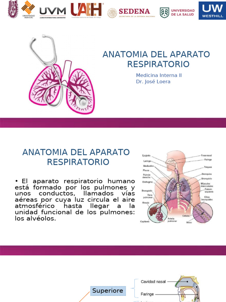 Anatomia Del Aparato Respiratorio Pdf Laringe Pulmón