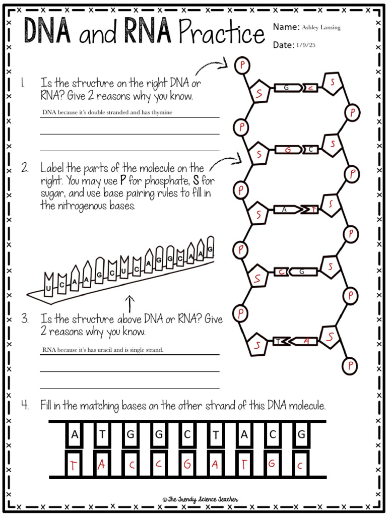 DNA and RNA Practice Worksheet | PDF | Rna | Dna