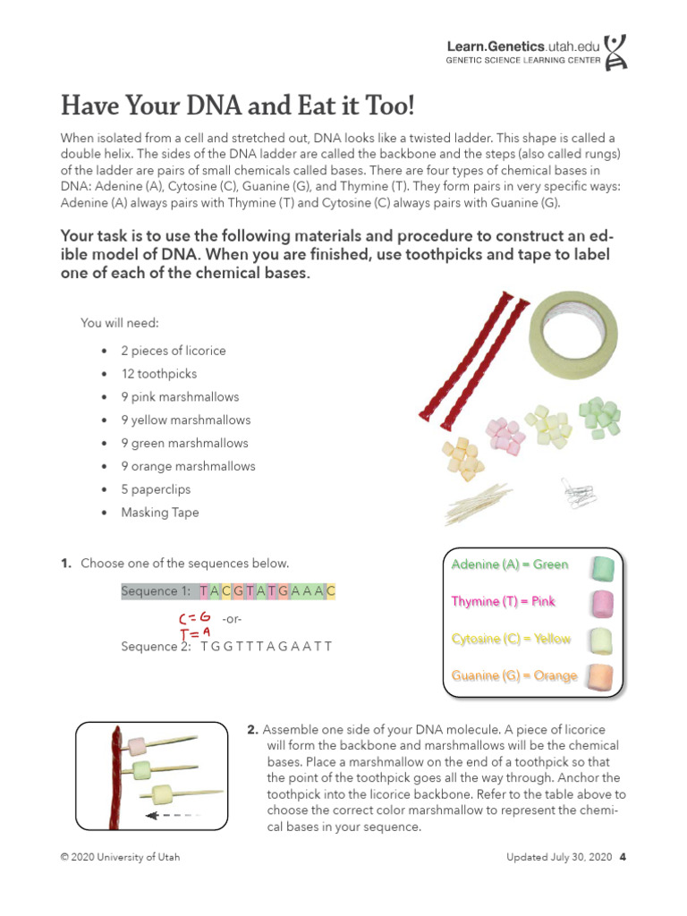 DNA+modeling+activity-1 | PDF | Dna | Base Pair