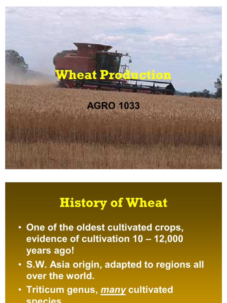 Wheat Production | PDF