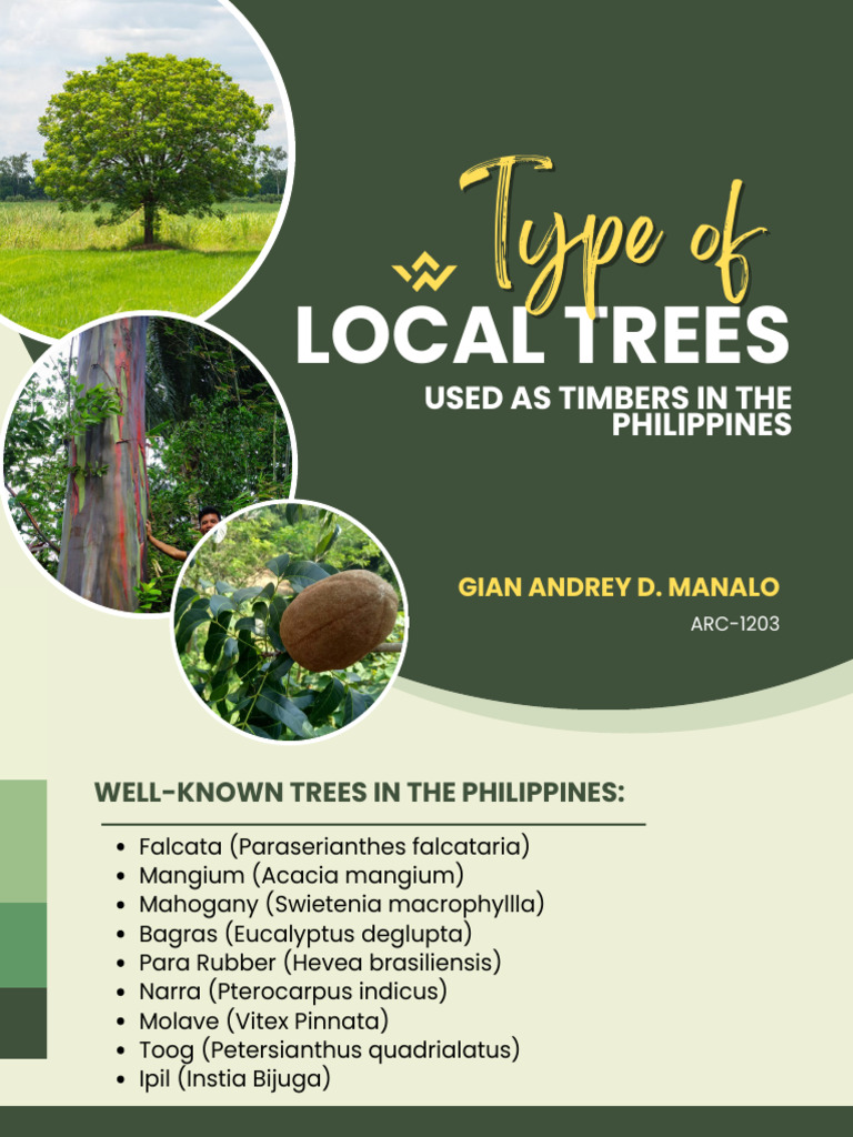 Philippine Timber Trees Guide | PDF | Wood | Trees