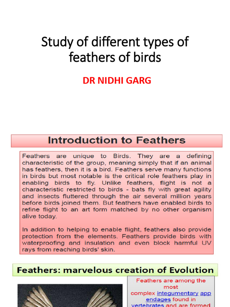 Types of Bird Feathers Explained | PDF | Feather | Ornithology