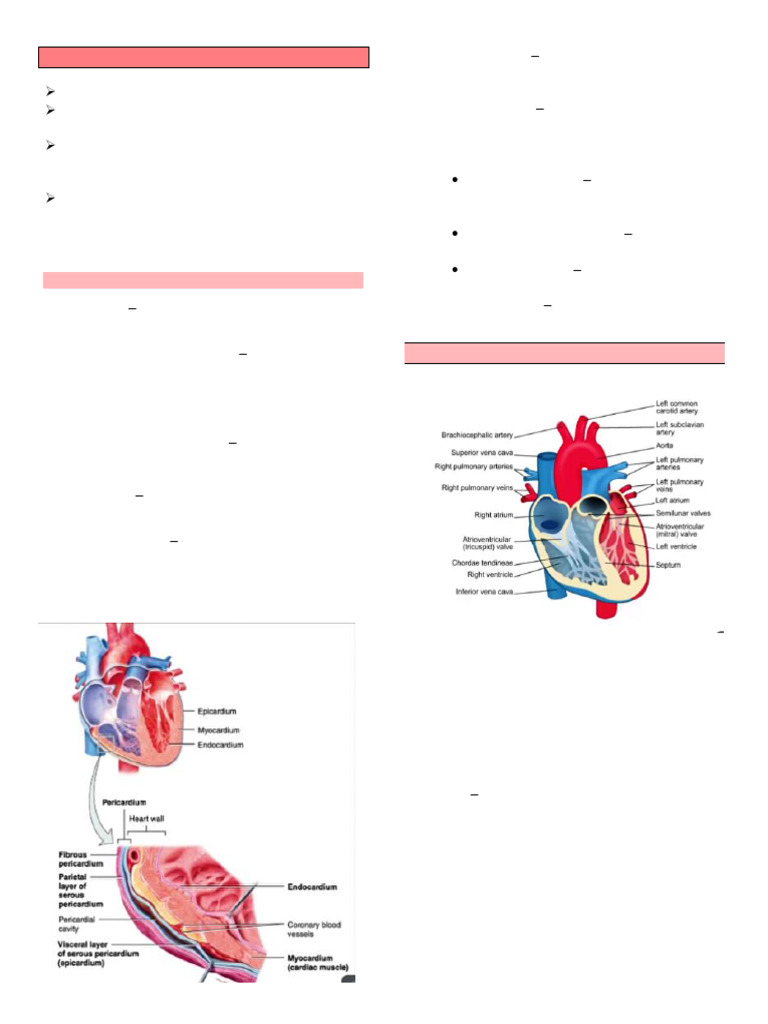 Cardiovascular System (Lab) | PDF | Heart Valve | Heart