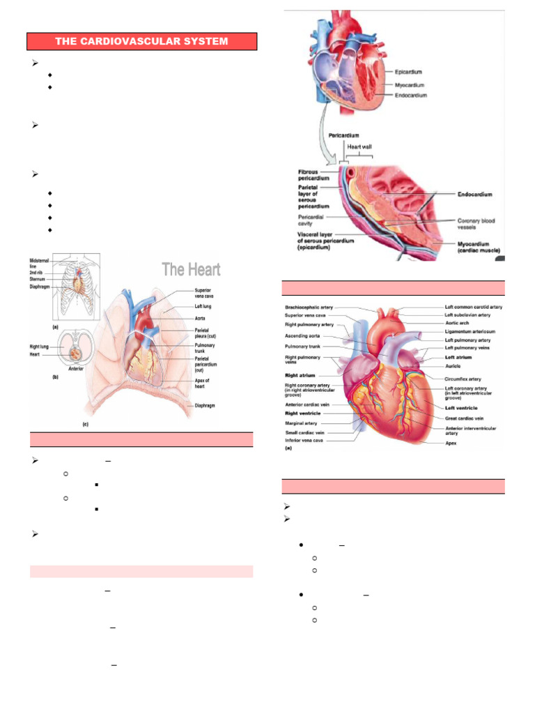 Cardiovascular System (Lec) | PDF | Heart | Heart Valve