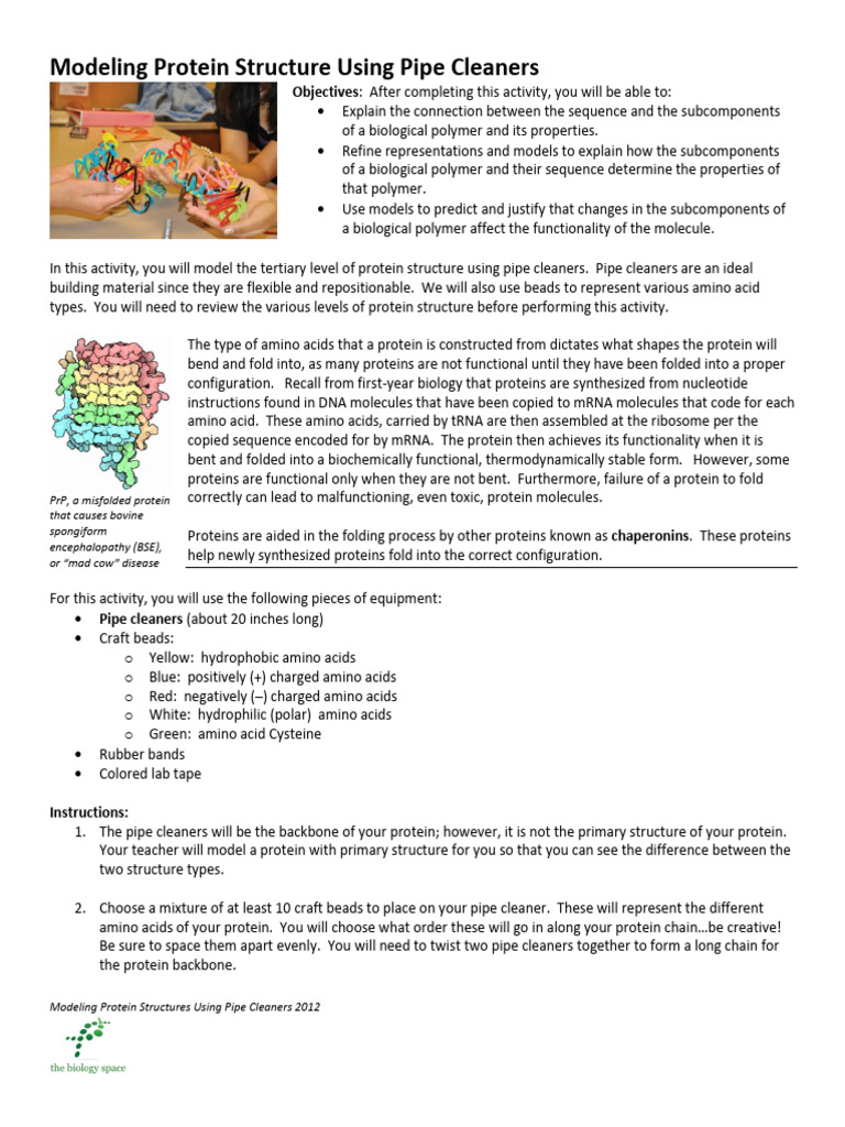 Pipe Cleaner Protein Modeling Activity | PDF | Proteins | Protein Folding