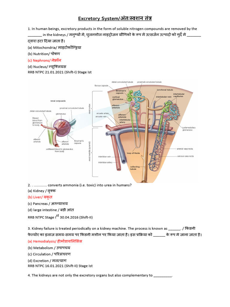 Excretory System Class24 | PDF
