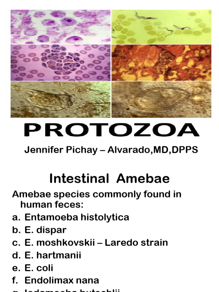 Lecture On Protozoans | PDF