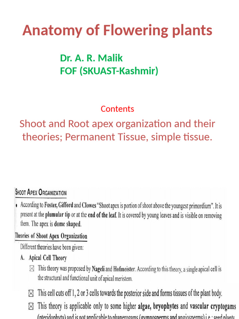 Anatomy of Flowering Plants Overview | PDF