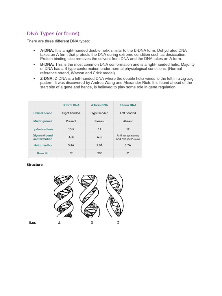 Three Types of DNA Explained | PDF
