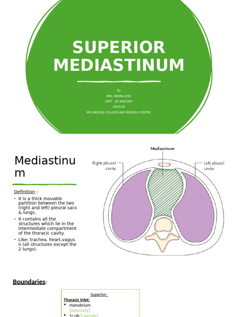 Superior Mediastinum Anatomy Guide | PDF | Aorta | Esophagus
