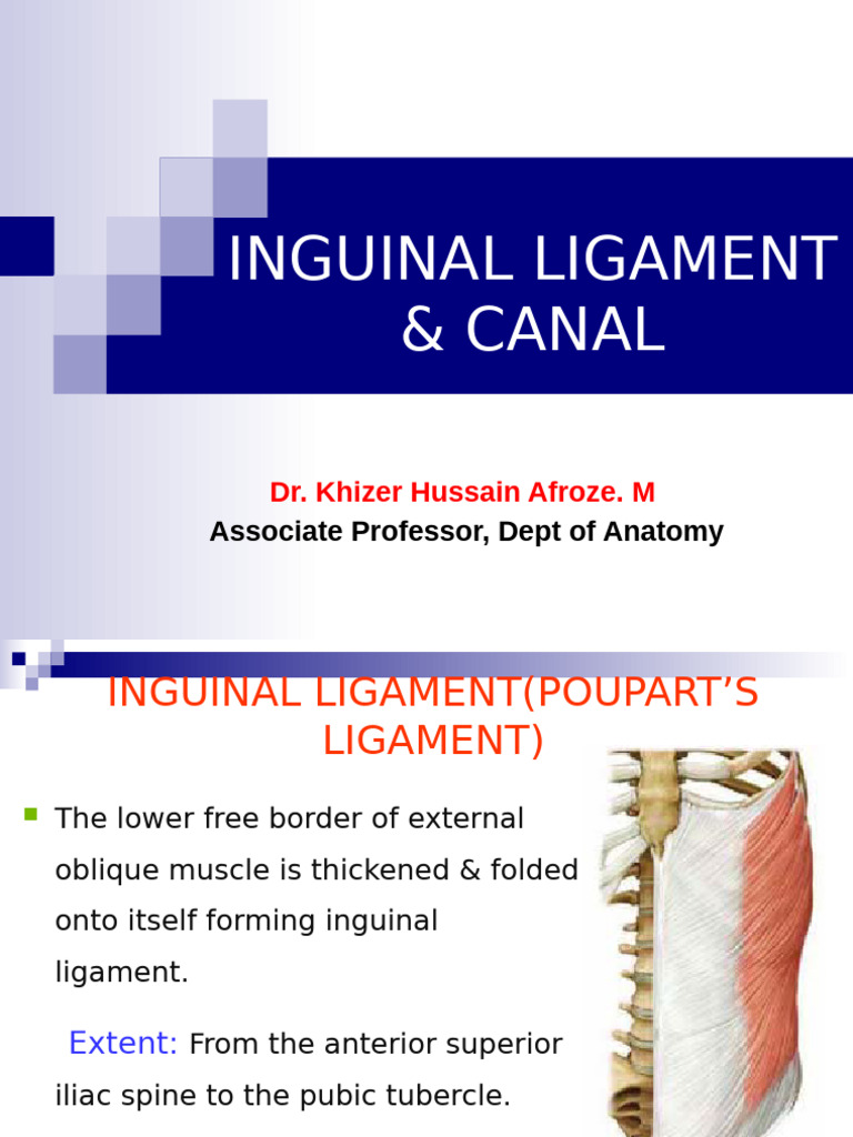 Inguinal Ligament and Canal Anatomy | PDF | Musculoskeletal System