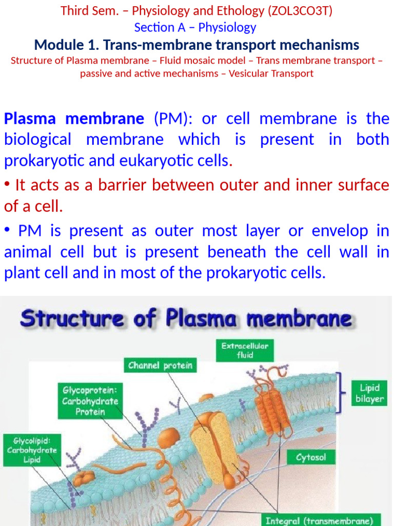 Plasma Membrane: Structure & Function | PDF | Cell Membrane | Cell ...
