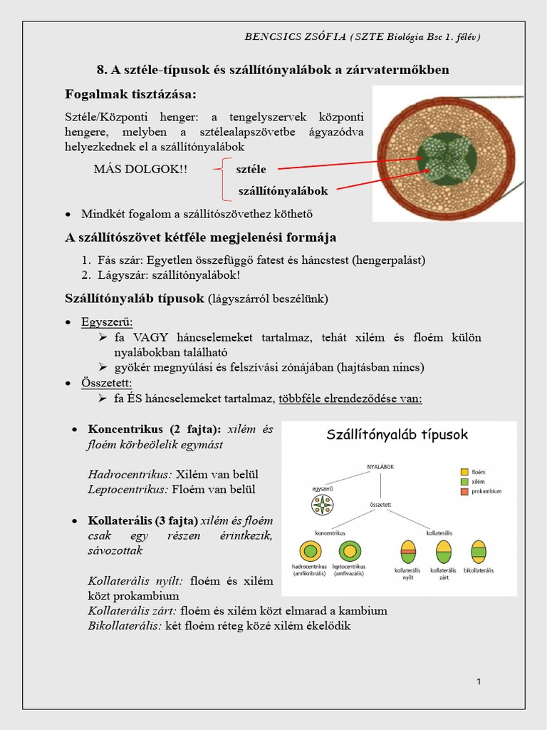 8 A Sztéle-Típusok És Szállítónyalábok A Zárvater - 250126 - 061514 | PDF