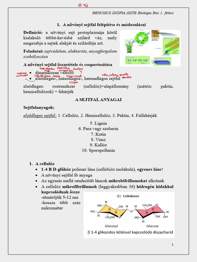 1 A Növényi Sejtfal Felépítése És Módosulásai - 250117 - 183738 | PDF