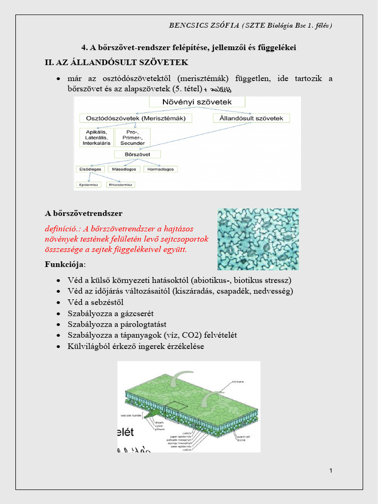 4 a Bőrszövet-rendszer Felépítése, Jellemzői És F_250117_170100 | PDF