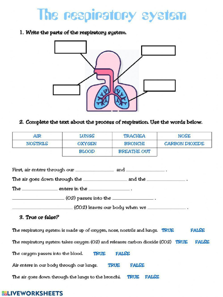 Y8 SC - Respiration-and-Excretion Worksheet 2 | PDF