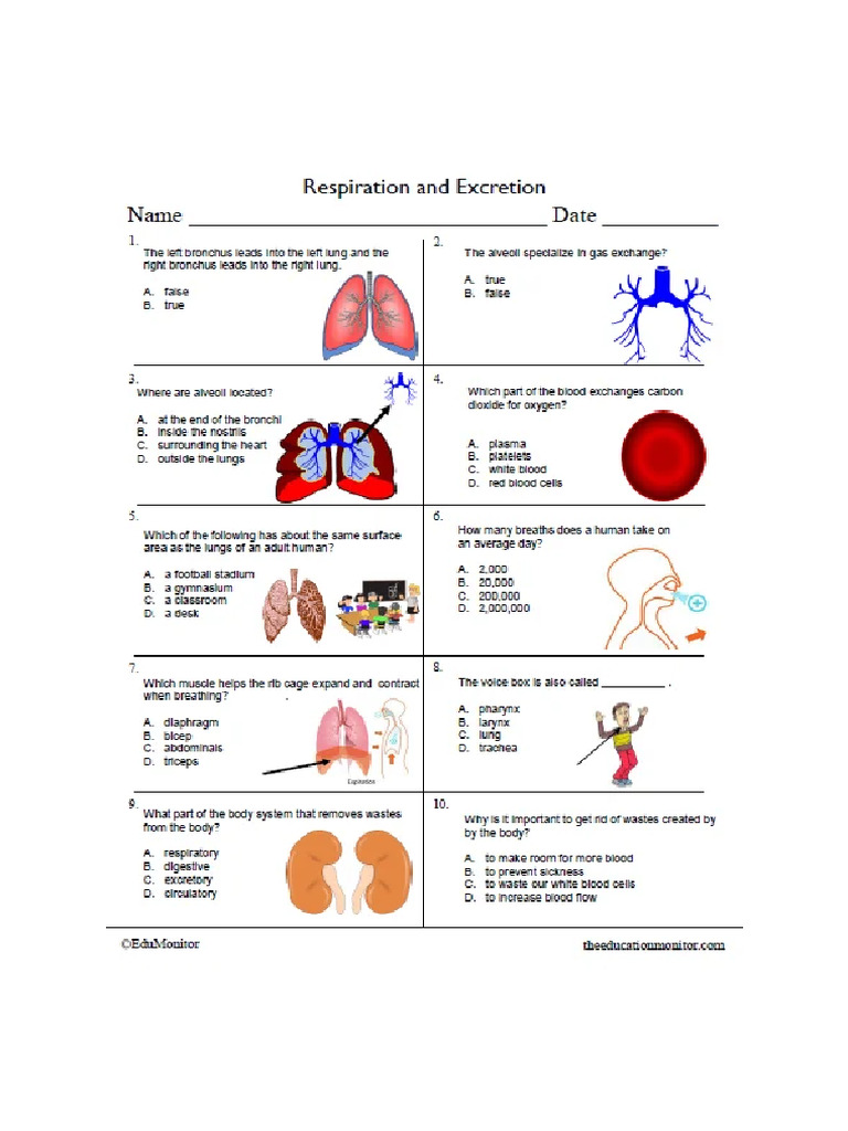 Y8 SC - Respiration-And-Excretion Worksheet 1 | PDF