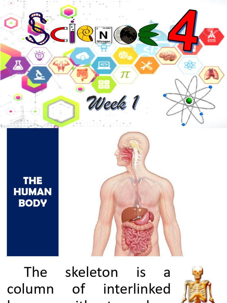SCIENCE 4 - Q2 - WK1-2 Lesson Summary | PDF | Human Body | Circulatory System