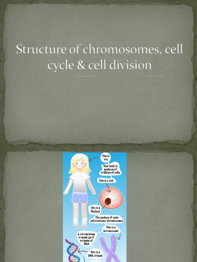 Ch 2 Structure of Chromosomes 1720011212 | PDF | Mitosis | Meiosis