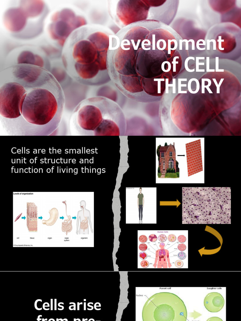Cell Theory Biotech | PDF | Anatomy | Cell Biology