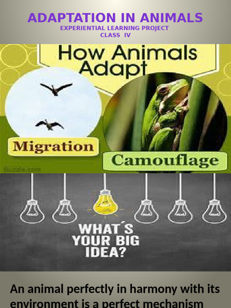 Animal Adaptations and Learning Project | PDF