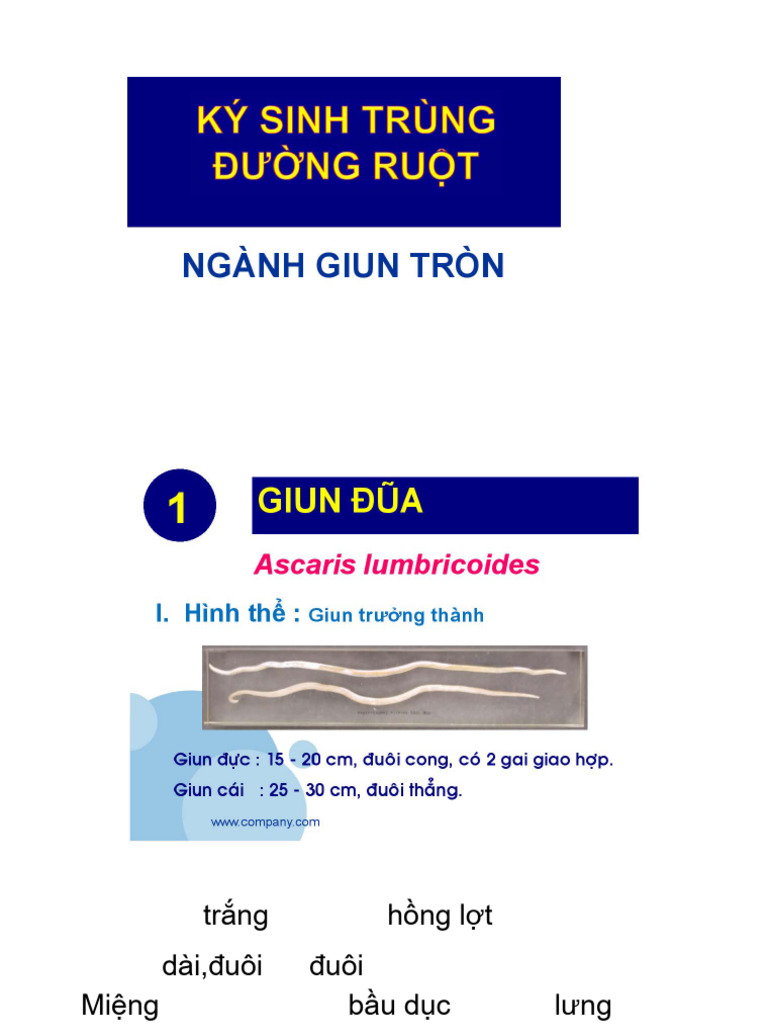 2-Giun Đũa, Giun Móc, Giun Kim | PDF