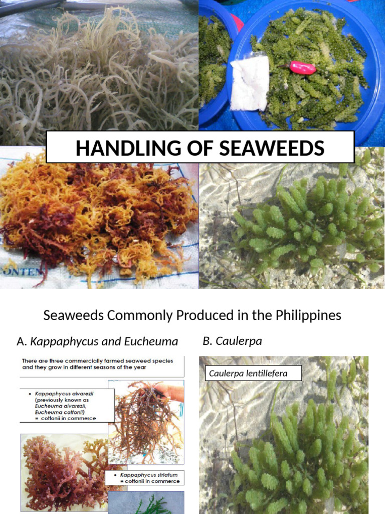 Seaweed Handling Guide Philippines | PDF
