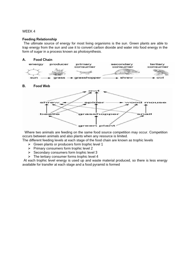 WEEK 4 - Feeding Relationship | PDF