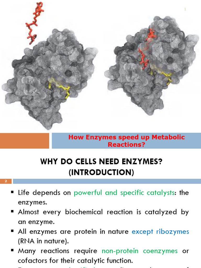 How Enzymes Speed Up Metabolic Reactions | PDF | Enzyme | Active Site