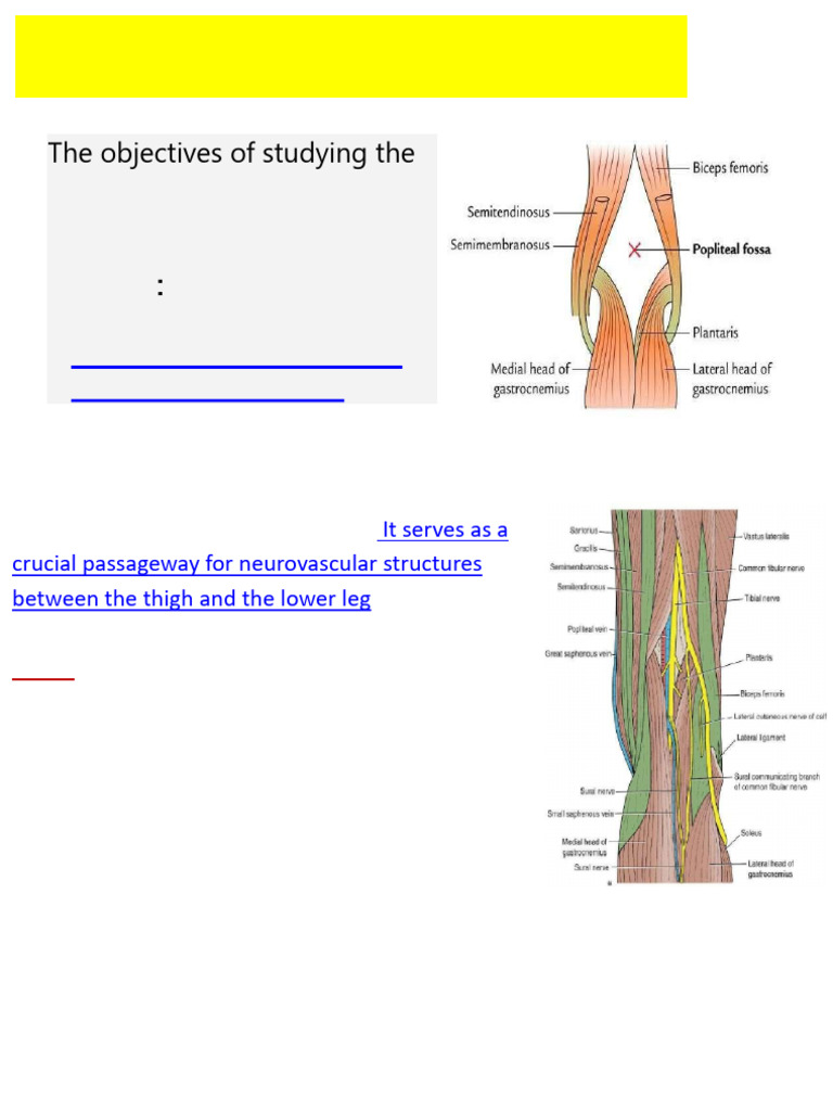 Lower Limb (POPLITEAL FOSSA) No. 4 | PDF | Human Leg | Knee