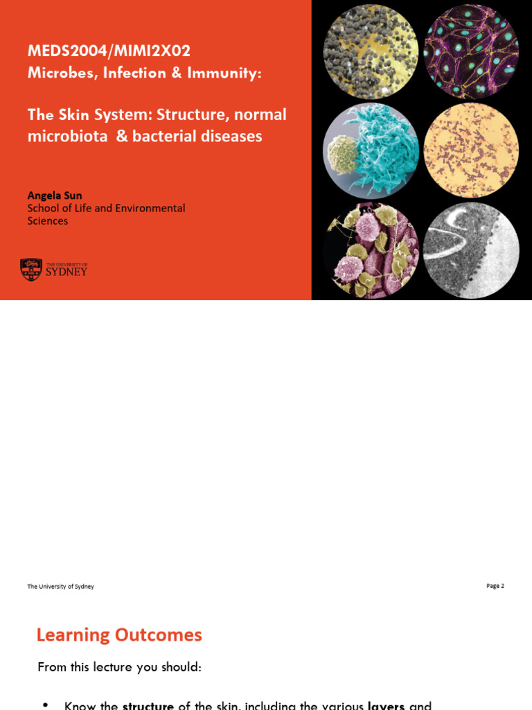 L19 Skin System 2024 | PDF | Skin | Streptococcus