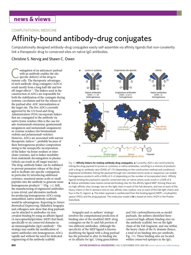 Affinity-Bound Antibody-Drug Conjugates | PDF | Antibody | Ligand ...