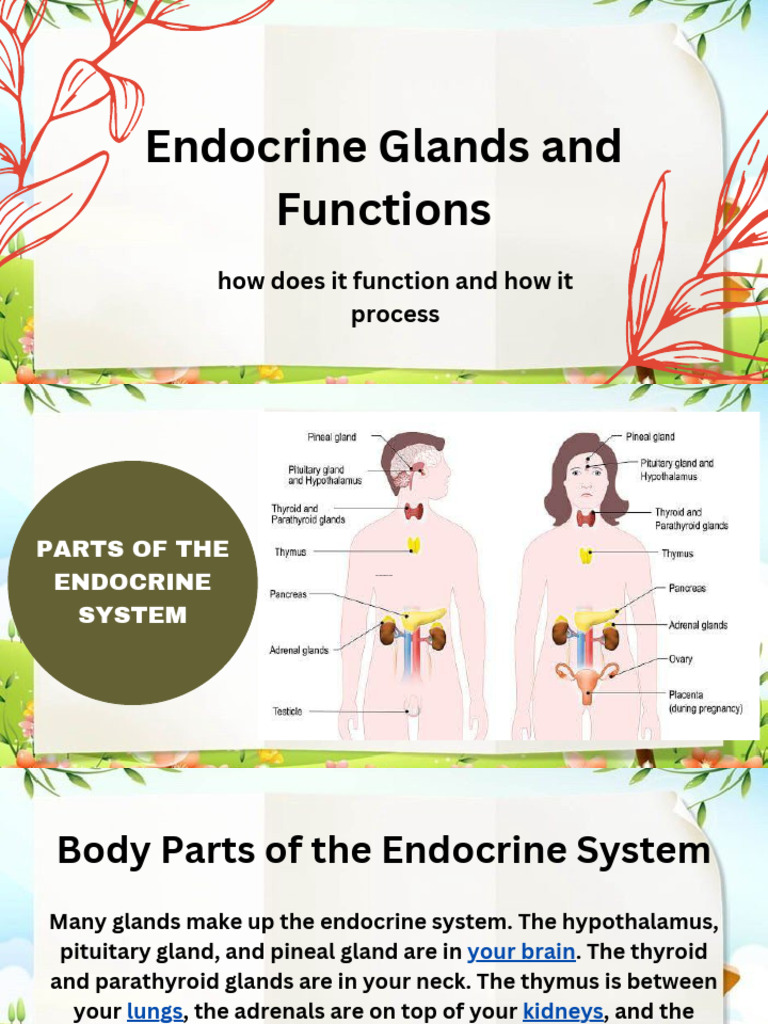 Endocrine-Glands-and-Functions | PDF | Endocrine System | Hormone
