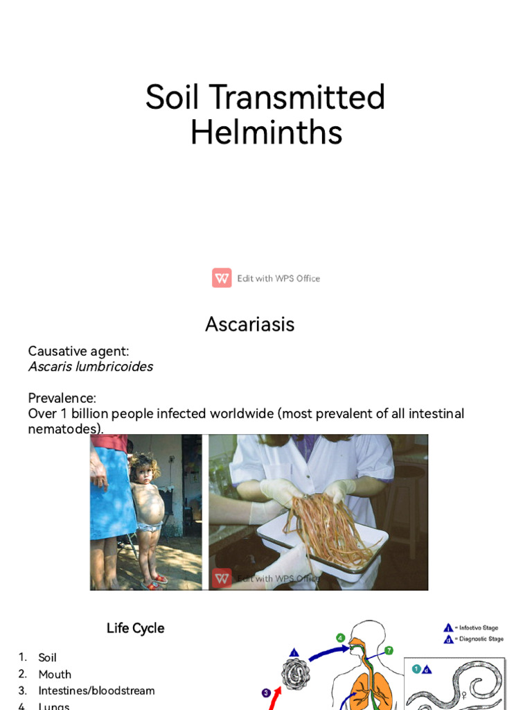 Soil-Transmitted-Helminths | PDF | Medical Specialties | Diseases And Disorders