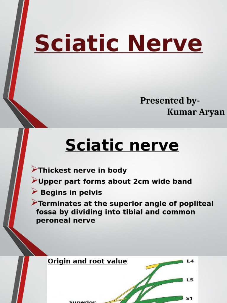 Sciatic Nerve by Kumar Aryan 2 | PDF | Lower Limb Anatomy | Human Anatomy
