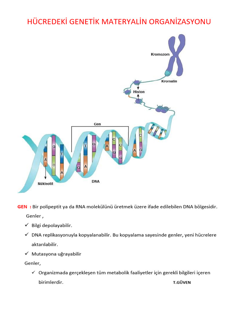 2024-GENETİK ŞİFRE Ve PROTEİN SENTEZİ | PDF