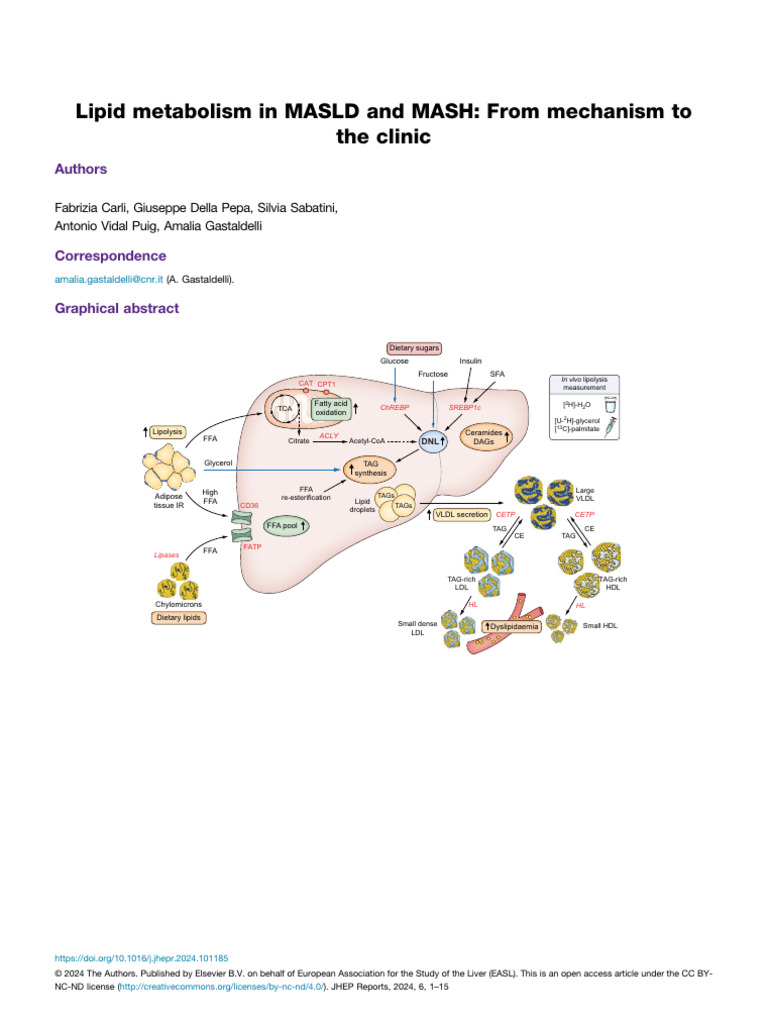 Lipid Metabolism in Masld and Mash From Mechanism To The Clinic | PDF ...