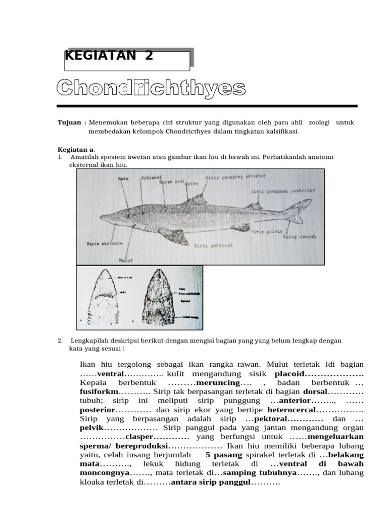 02B PRAKT 3 Chondrichthyes | PDF