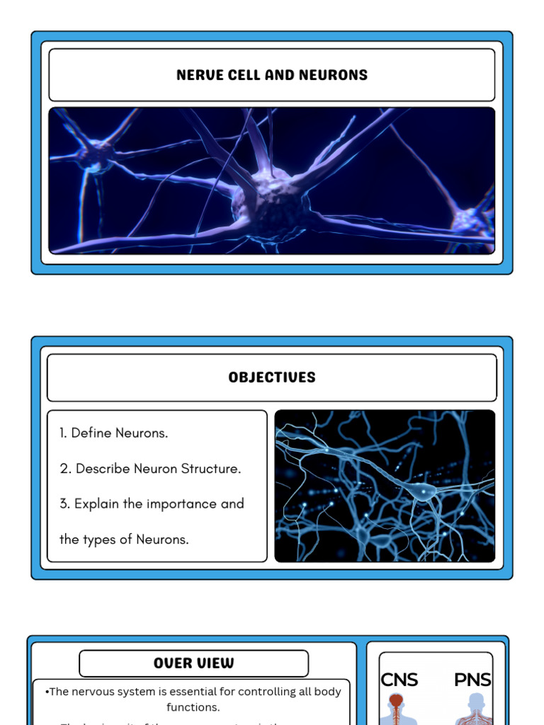 Nervous System Coordination Lesson Presentation in Blue and White ...