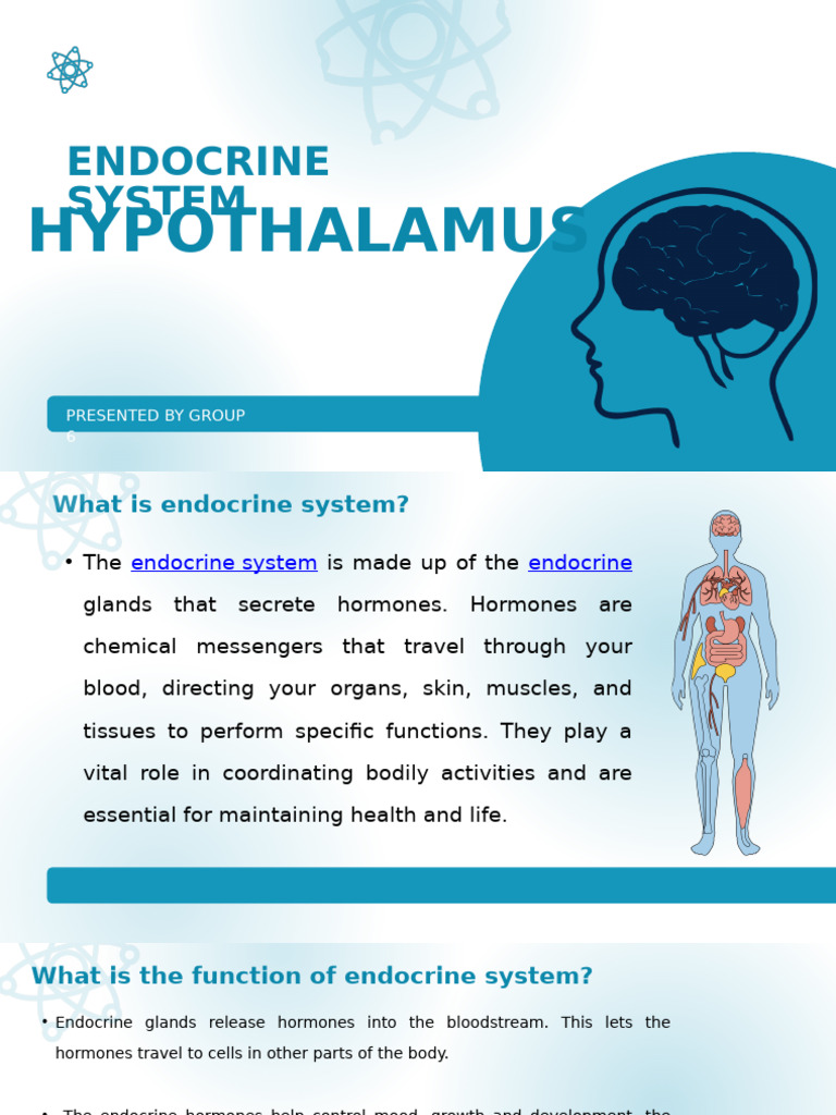 Group 6 Hypothalamus | PDF | Hypothalamus | Endocrine System