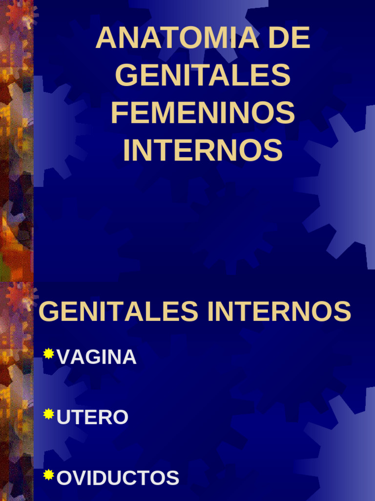 Anatomia de Genitales Femeninos Internos | PDF | Vagina | Vena