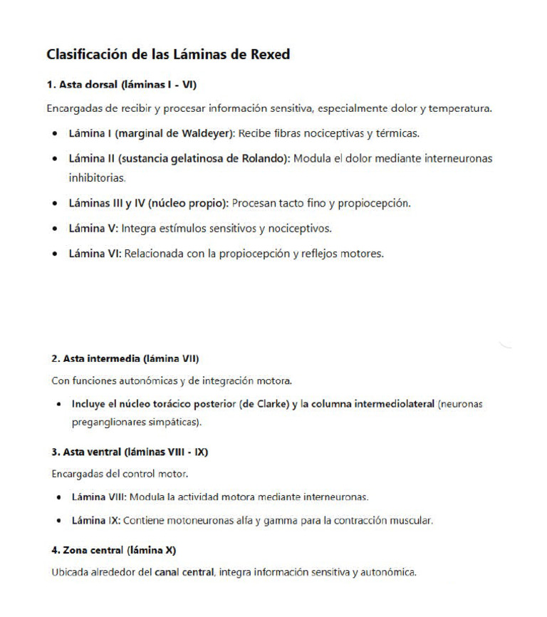 Laminas de Rexed | PDF